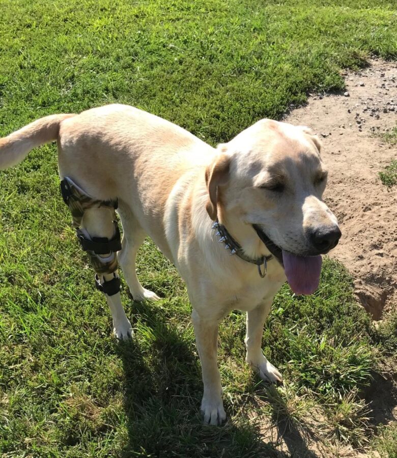 Dog Knee Brace for CCL / ACL Tear | Specialized Pet Solutions